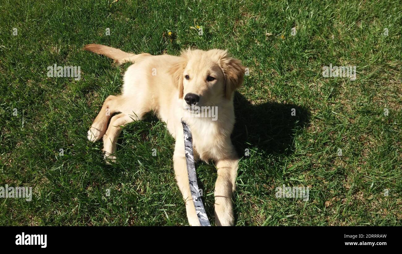 Golden retriever puppy high angle hi-res stock photography and images ...