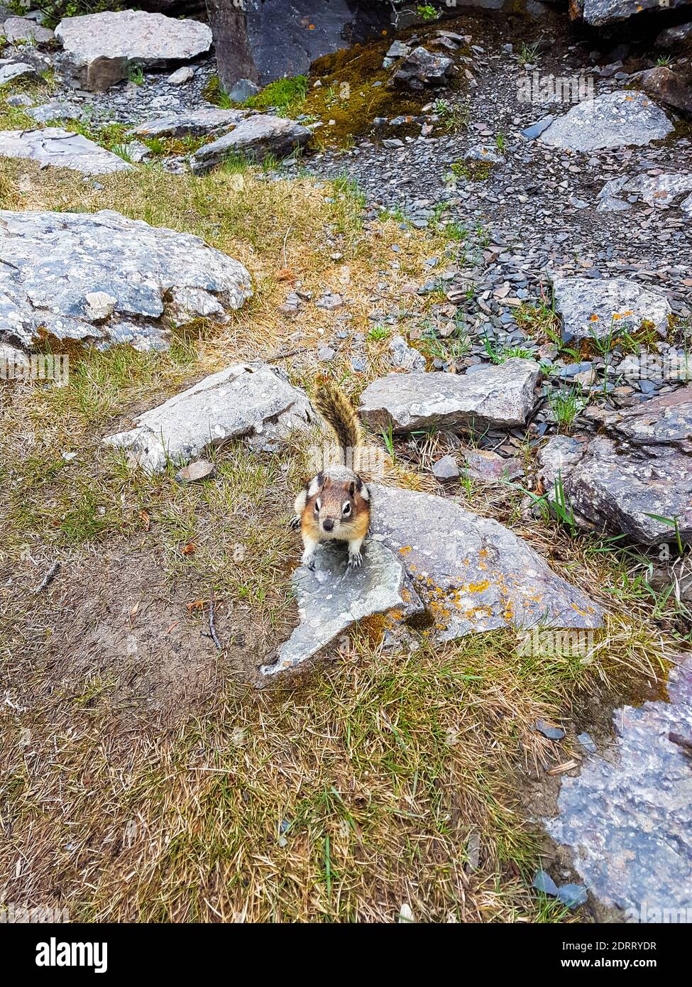 Canada alpine alberta rodent hi-res stock photography and images - Alamy