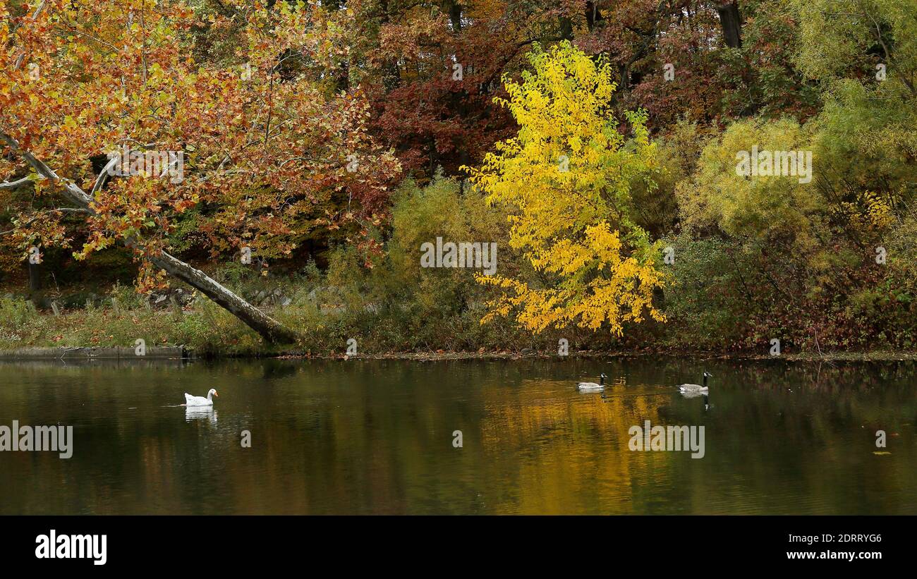 Slow moving creek with overhanging trees in autumn colors with geese ...