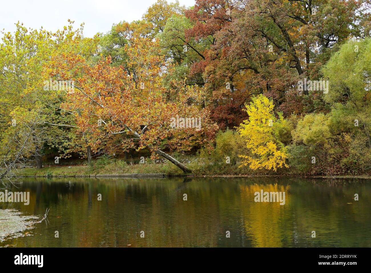 Slow moving creek with overhanging trees in autumn colors Stock Photo ...