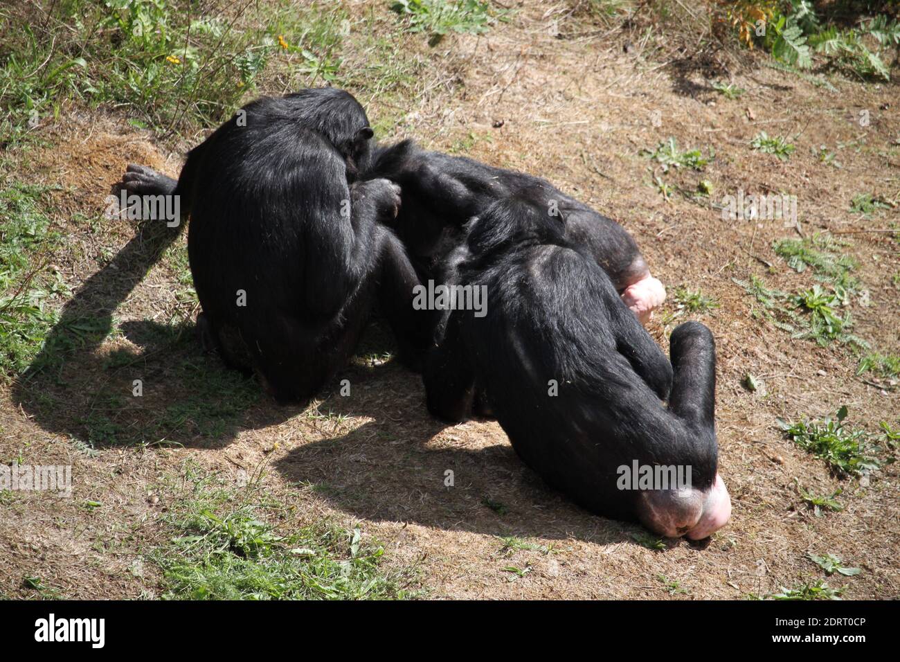 Monkey candy hi-res stock photography and images - Alamy