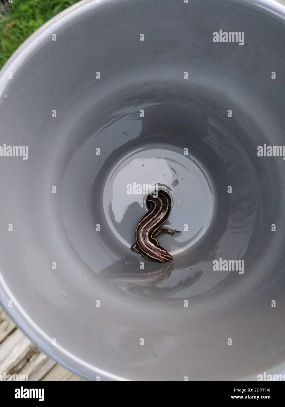 Gray lizard in wild hi-res stock photography and images - Alamy