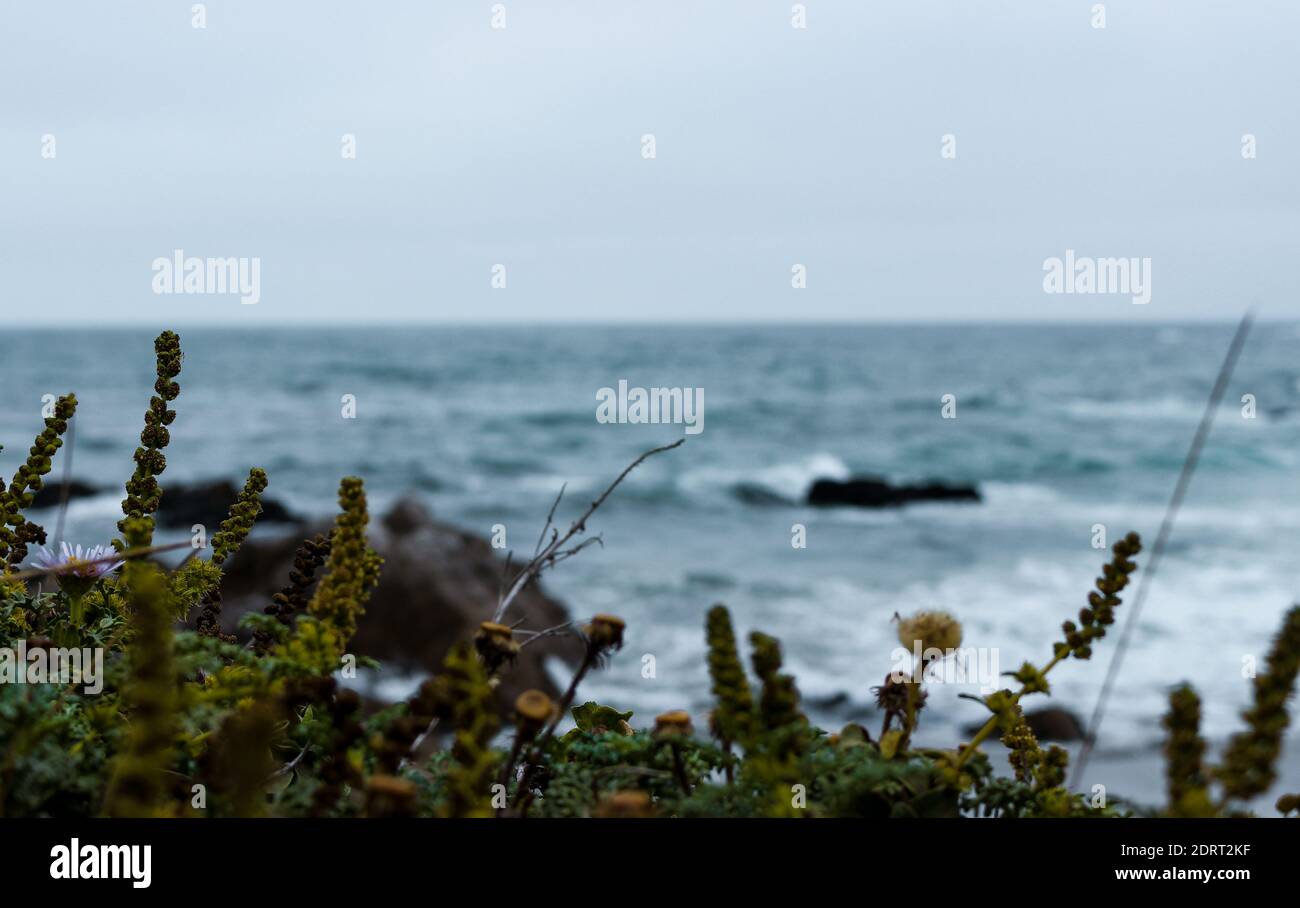 Plants on pebble beach hi-res stock photography and images - Alamy