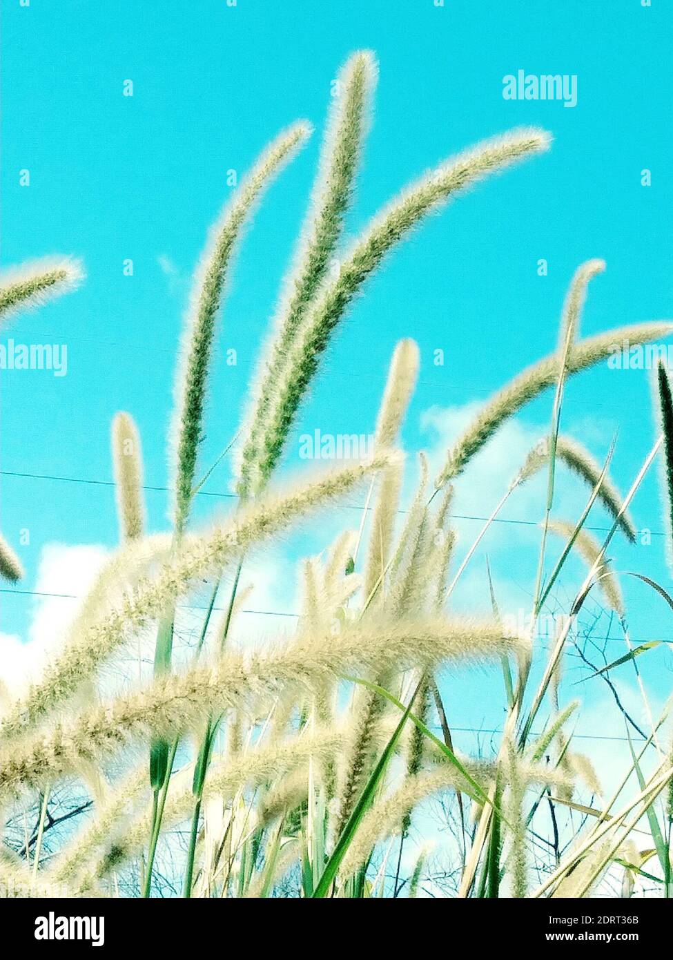 Fuzzy plants hi-res stock photography and images - Alamy