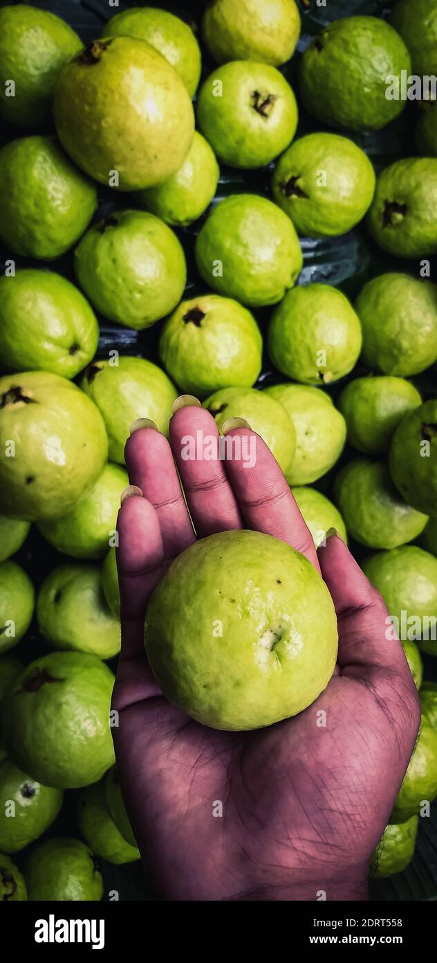 Human hand with guava hi-res stock photography and images - Alamy