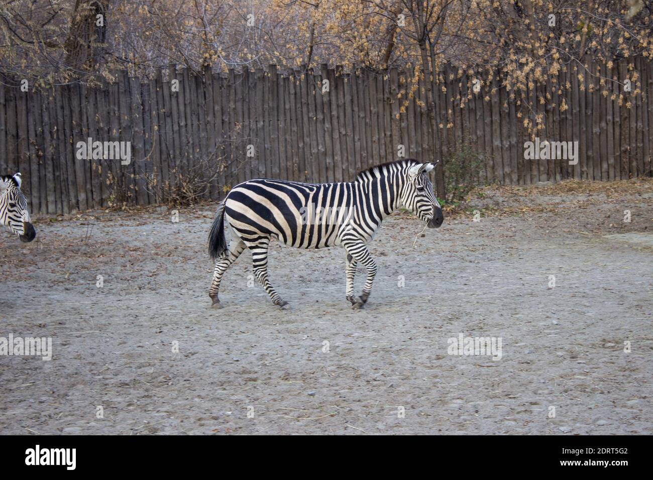 Zebras calmly walk around the zoo. High quality photo Stock Photo - Alamy