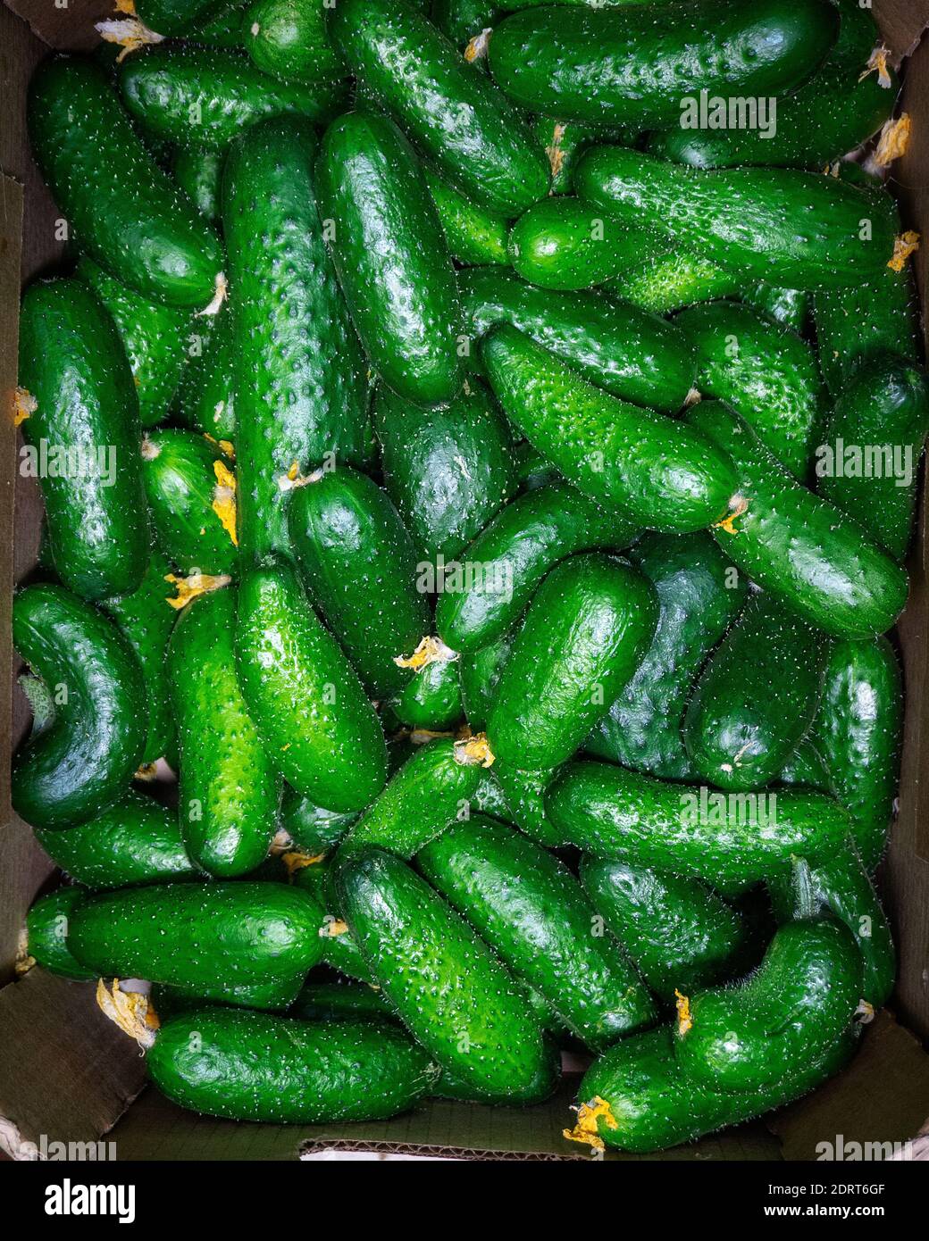 Cucumbers texture hi-res stock photography and images - Alamy