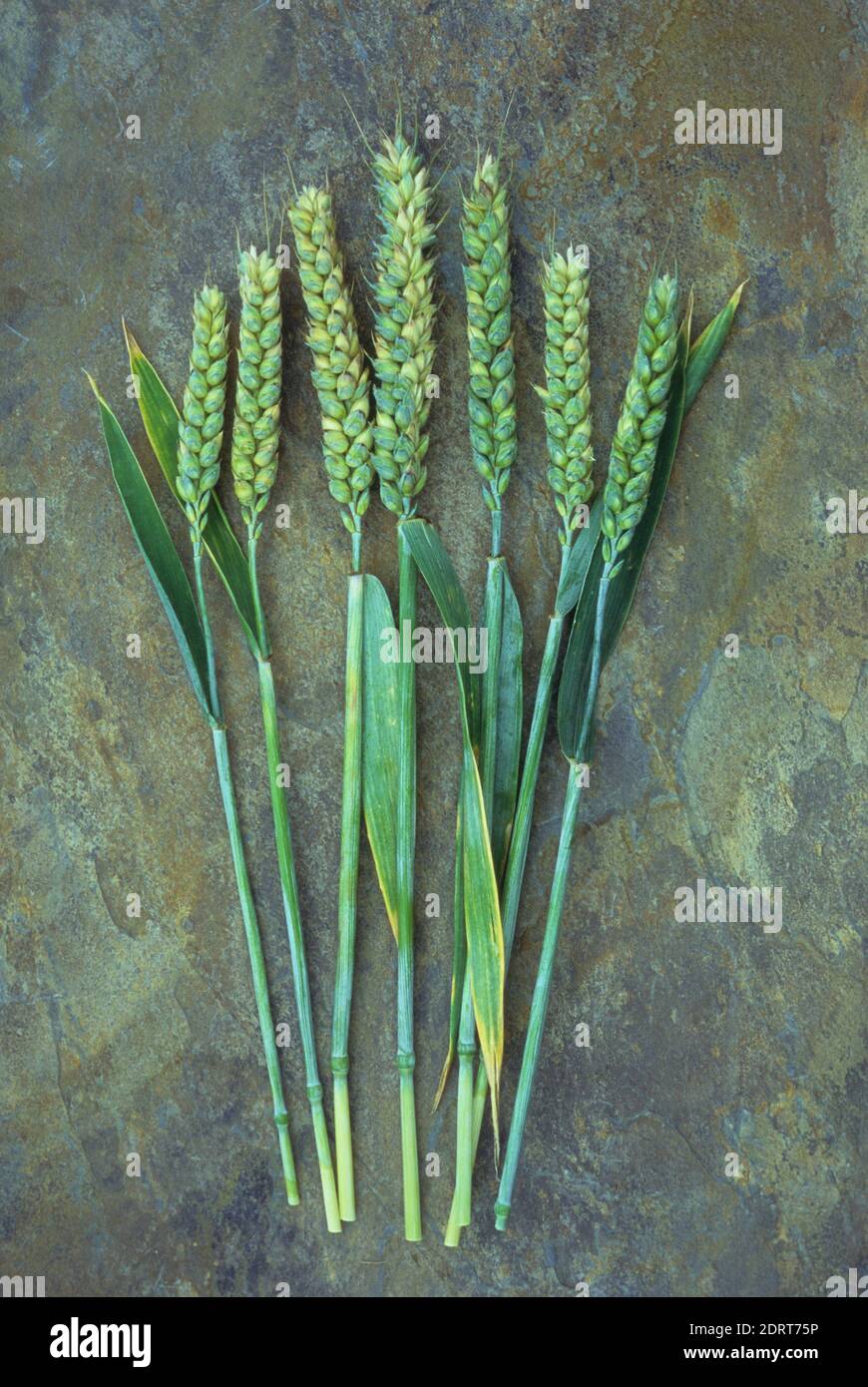 Upright stone slab hi-res stock photography and images - Alamy