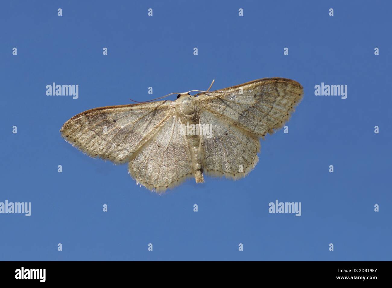 Riband wave moths hi-res stock photography and images - Alamy