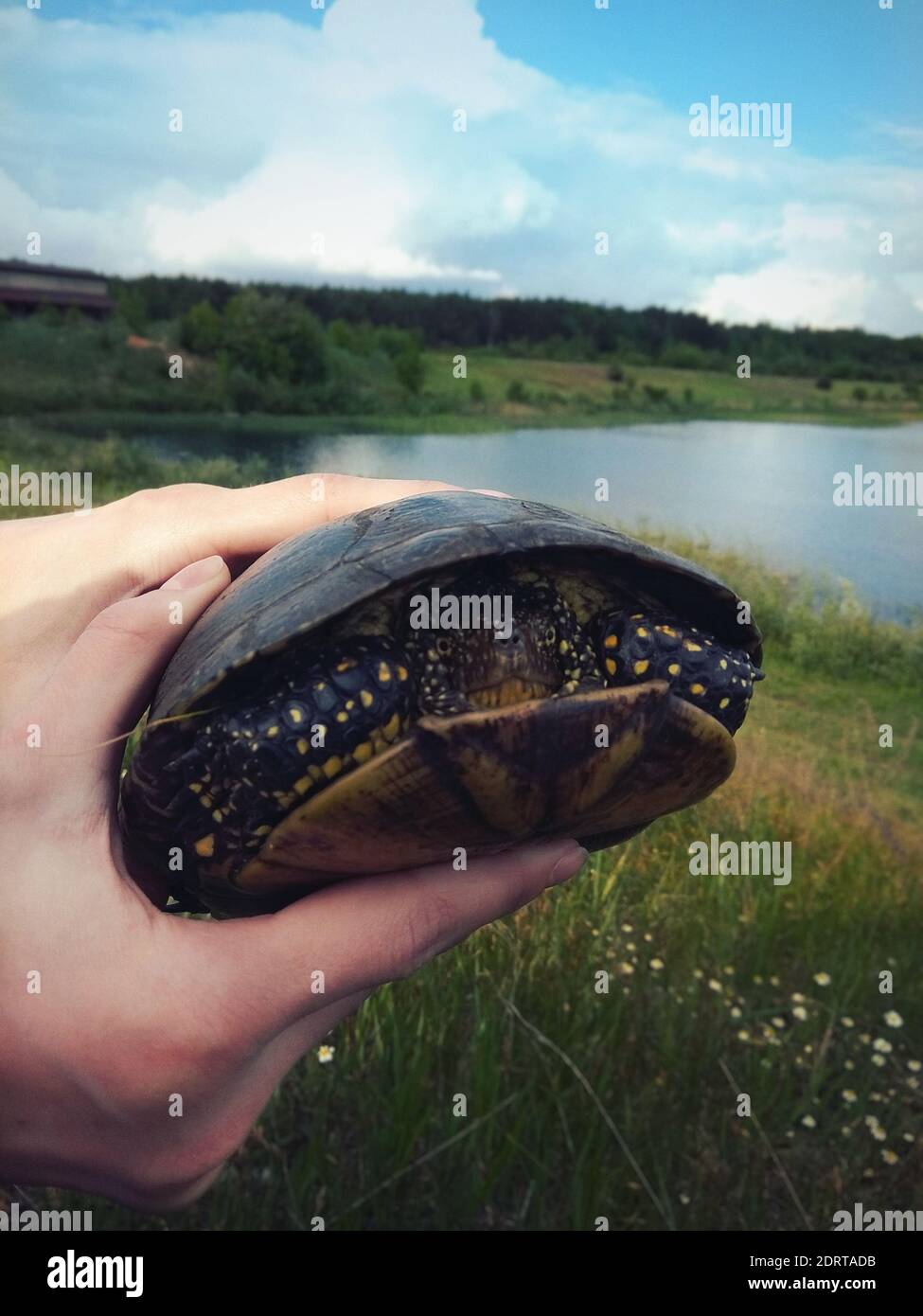 Holding tortoise hi-res stock photography and images - Alamy