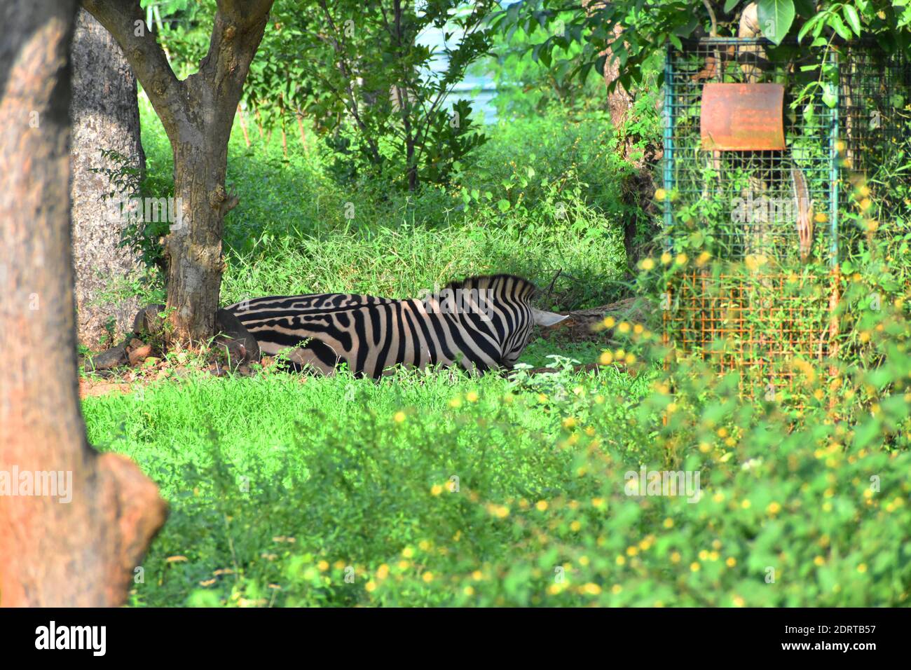 Zebra under tree hi-res stock photography and images - Alamy