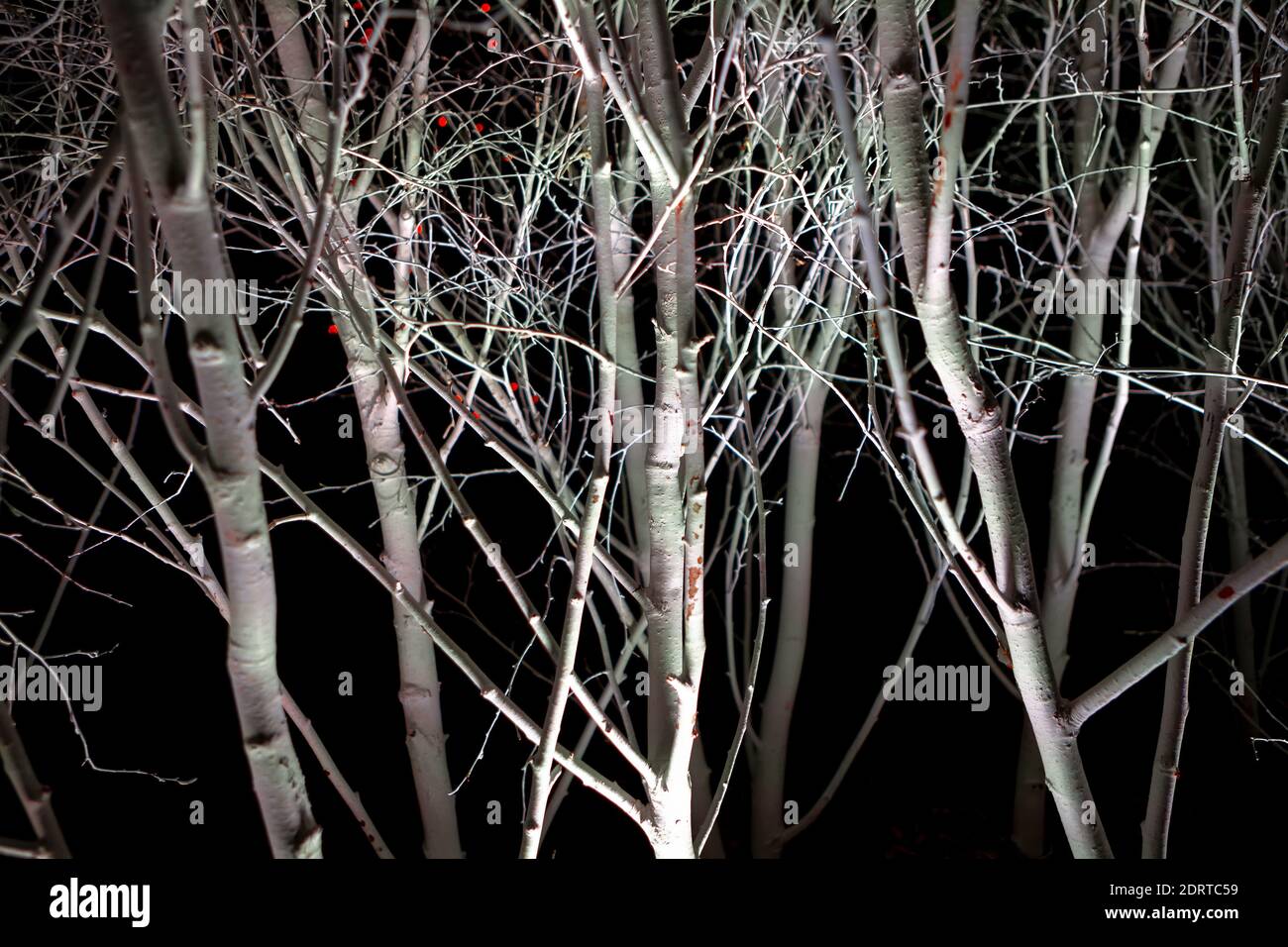 White trees in the winter night . Illuminated white branches Stock ...