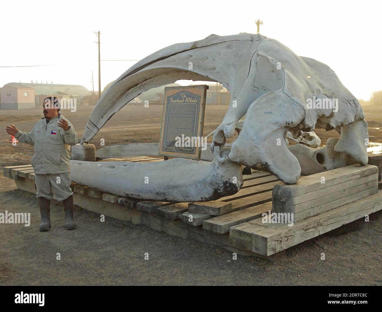 Groenlandse walvis skelet, Bowhead whale skeleton Stock Photo - Alamy