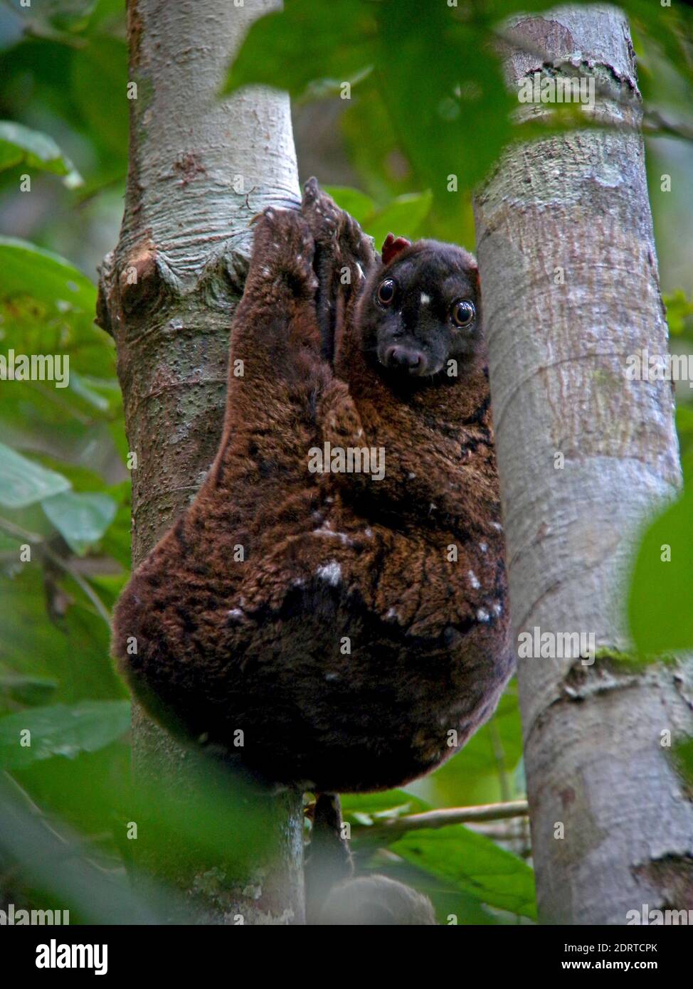 Giant Flying Lemur Philippine Flying Lemur(Cynocephalus Volans) Is One