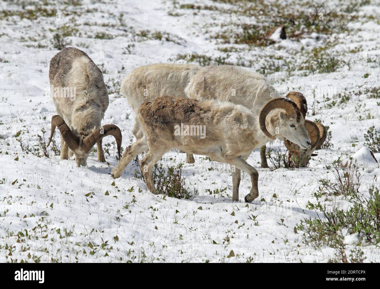 Dalls schaap, Dall sheep Stock Photo - Alamy