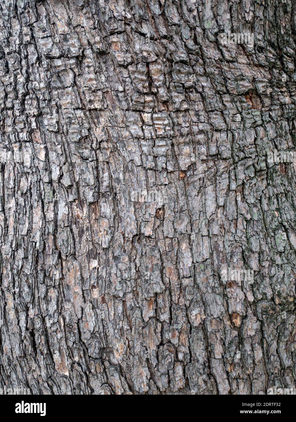A vertical shot of Neem Tree bark at daylight - great for wallpapers ...