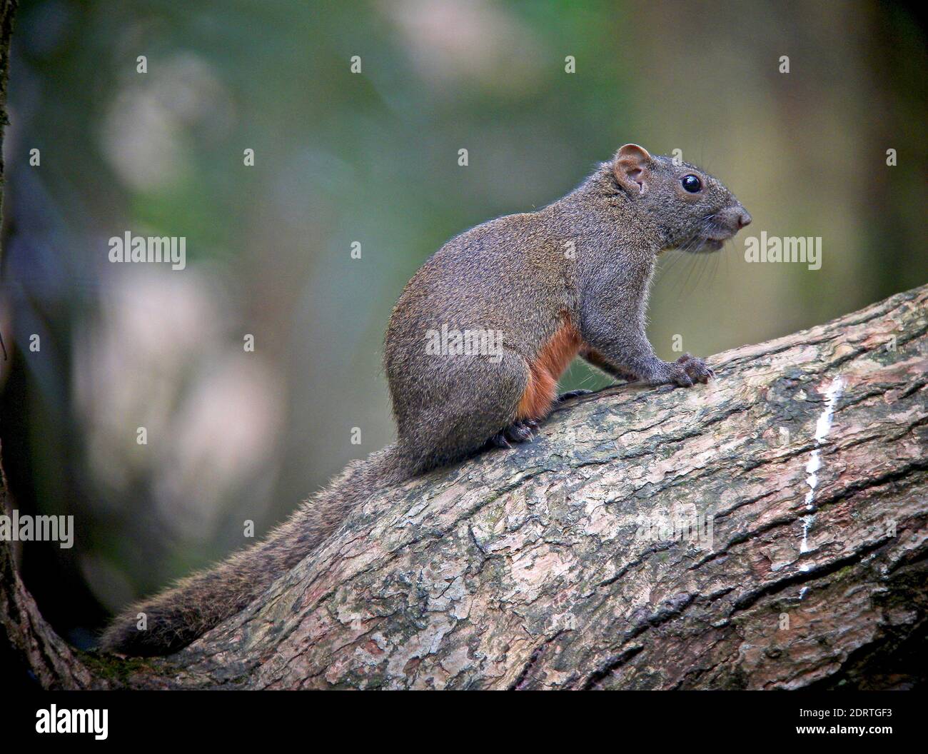 Roodbuikeekhoorn, Pallas's squirrel Stock Photo - Alamy