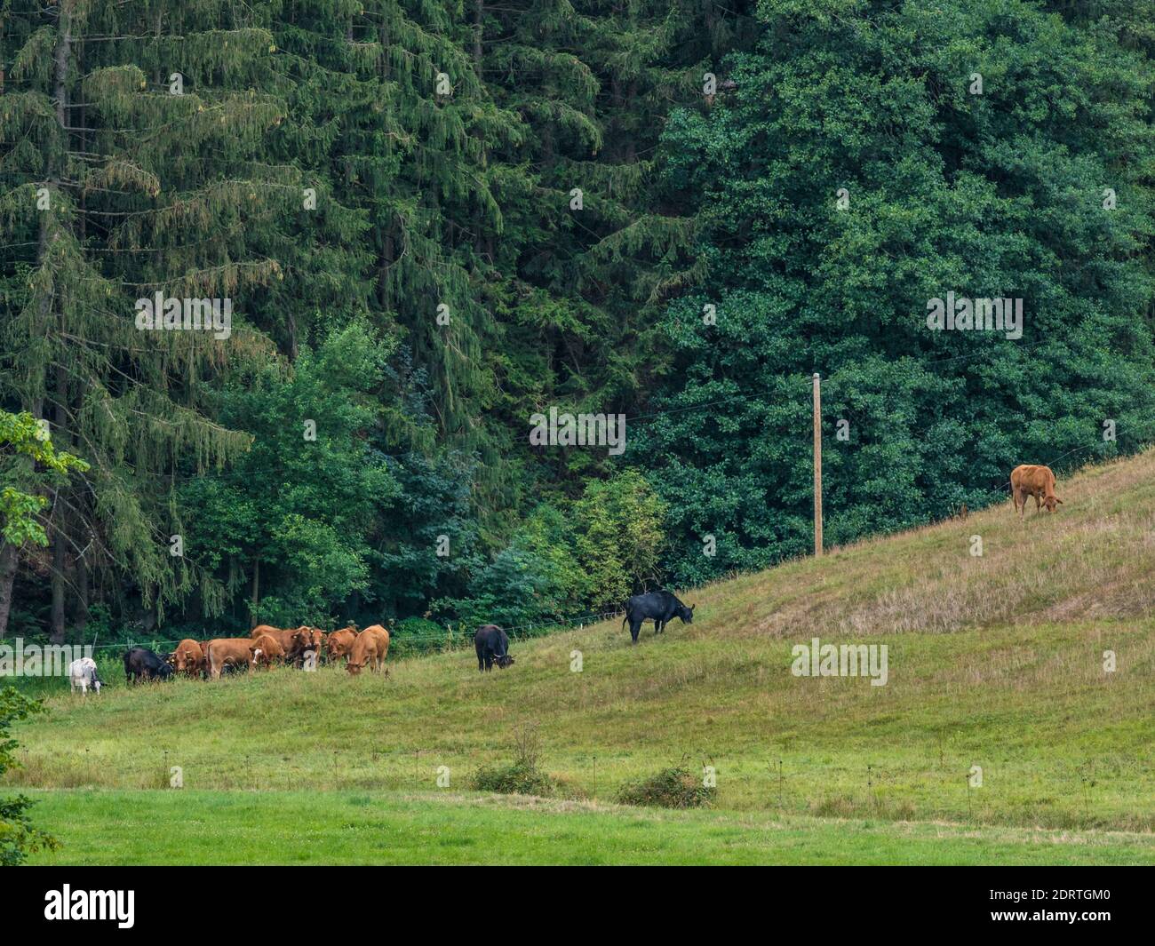 Different colored cows hi-res stock photography and images - Alamy