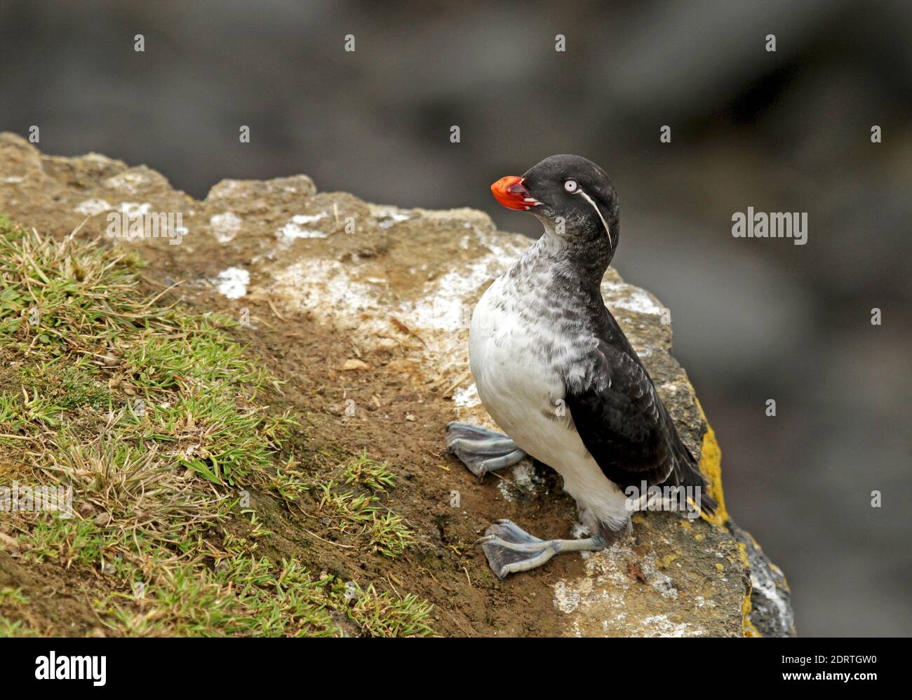 Papegaaialk zittend op rots, Parakeet Auklet perched on rock Stock ...