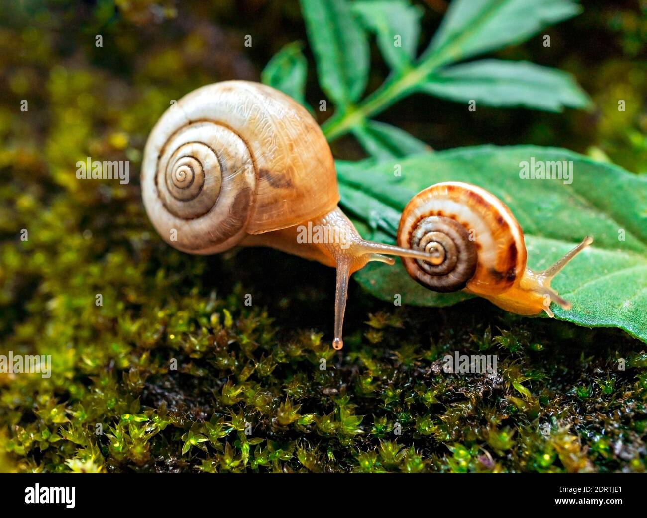 Snail close up up snails hi-res stock photography and images - Alamy