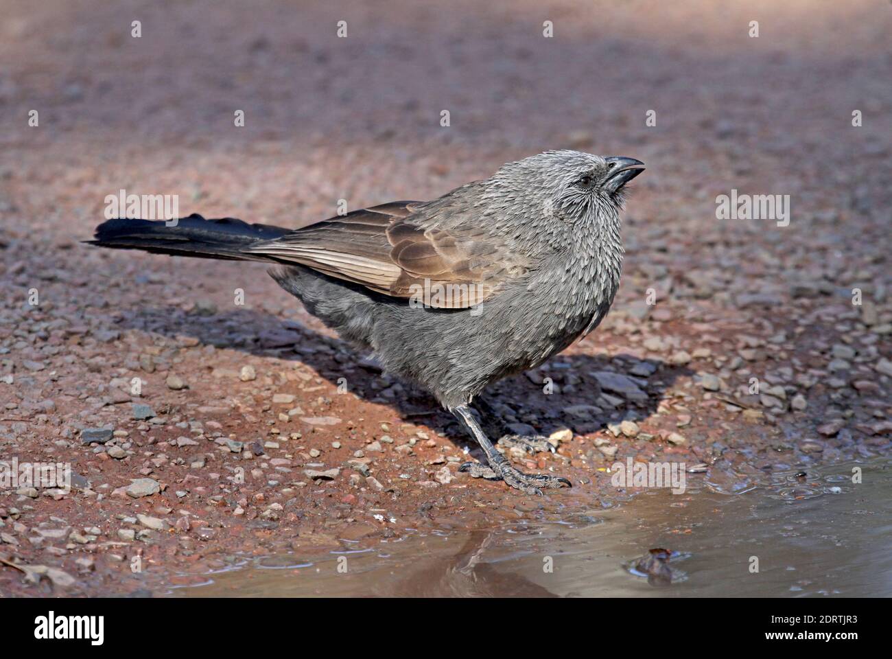 Apostlebird (Struthidea cinerea), a quick-moving, gray or black bird ...