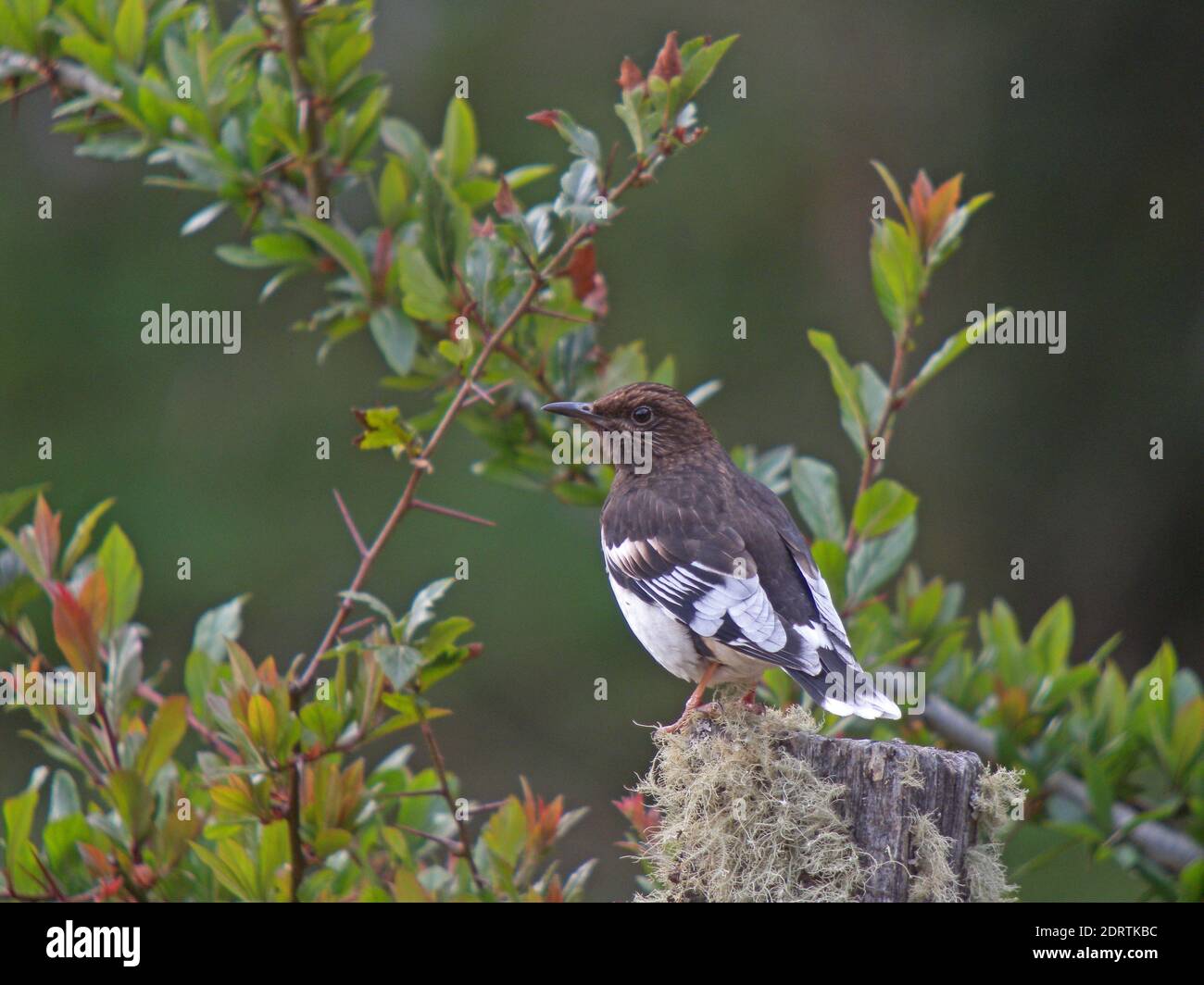 Aztec Thrush, Turdus Poecilopterus Stock Photo - Alamy