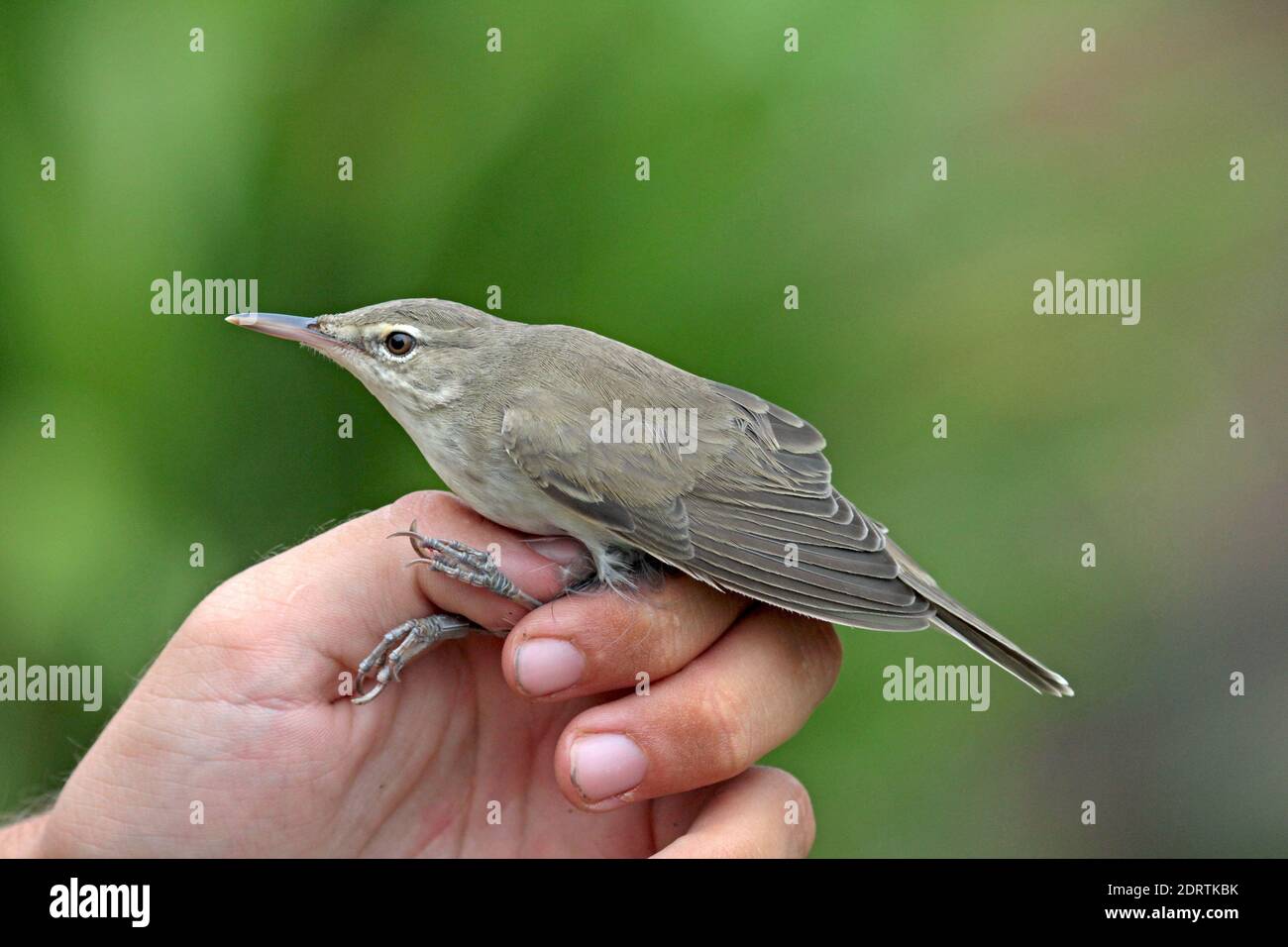 Basrakarekiet, Basra reed warbler, Acrocephalus griseldis Stock Photo ...