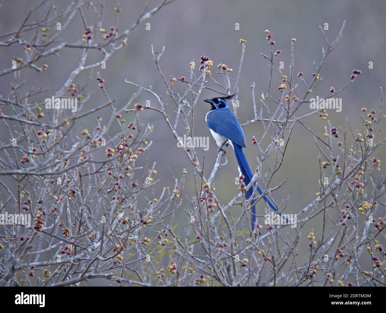 Black throated magpie jay hi-res stock photography and images - Alamy