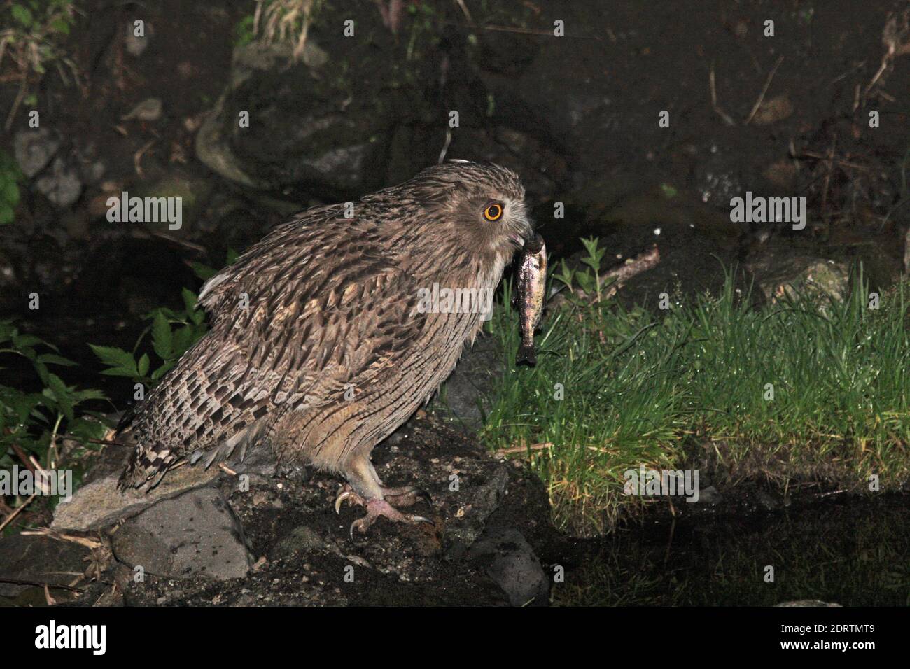 Blakiston-visuil met vis, Blakiston's Fish-Owl with fish Stock Photo ...