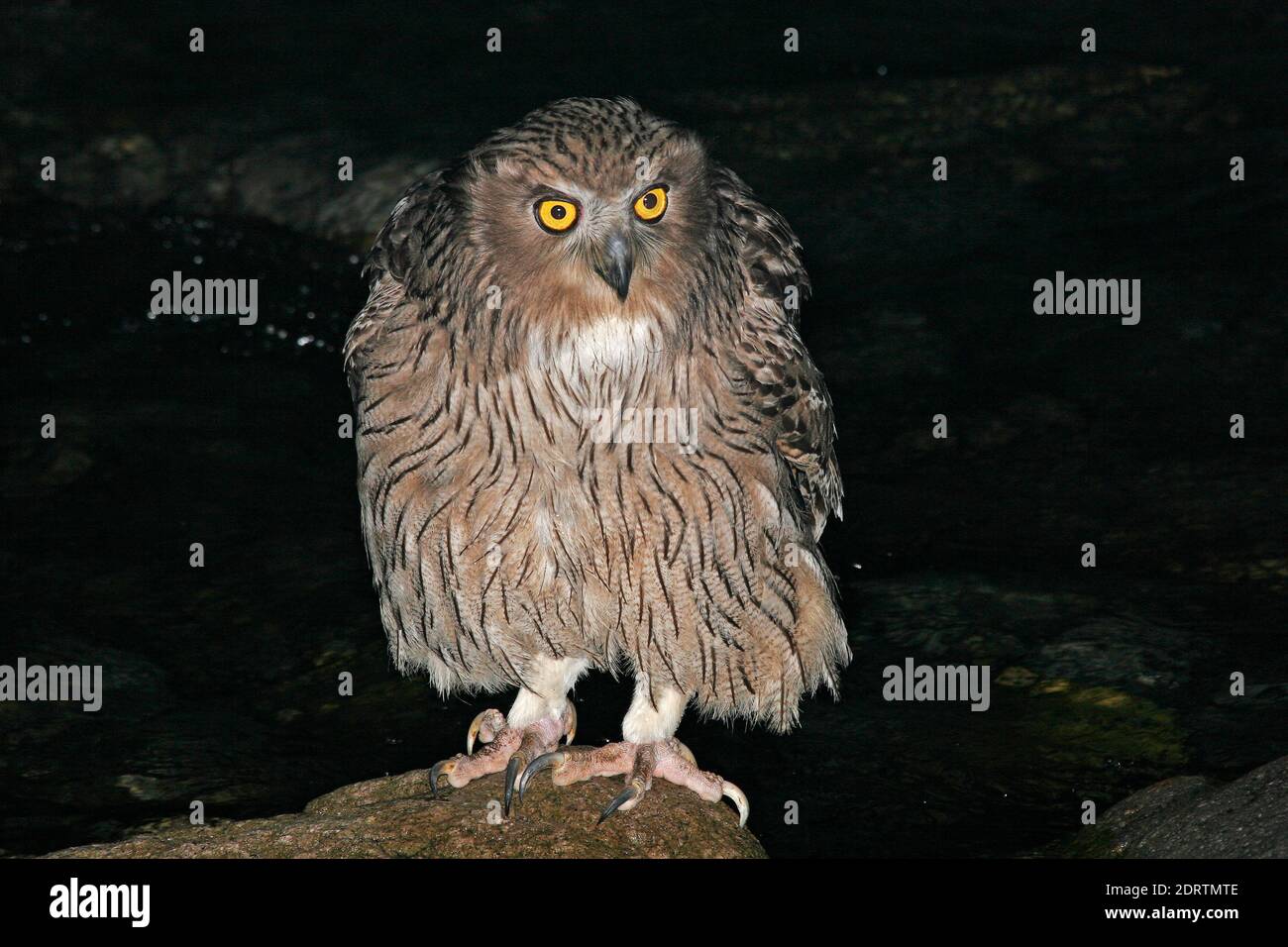 Blakiston-visuil, Blakiston's Fish-Owl Stock Photo - Alamy
