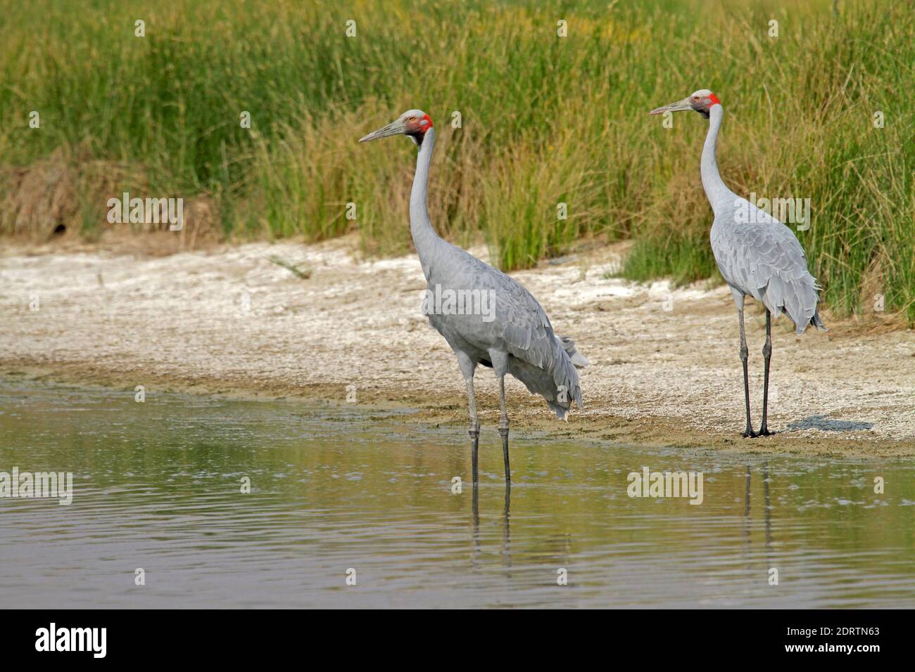 Brolga (Antigone rubicunda) This species is the official bird emblem of ...