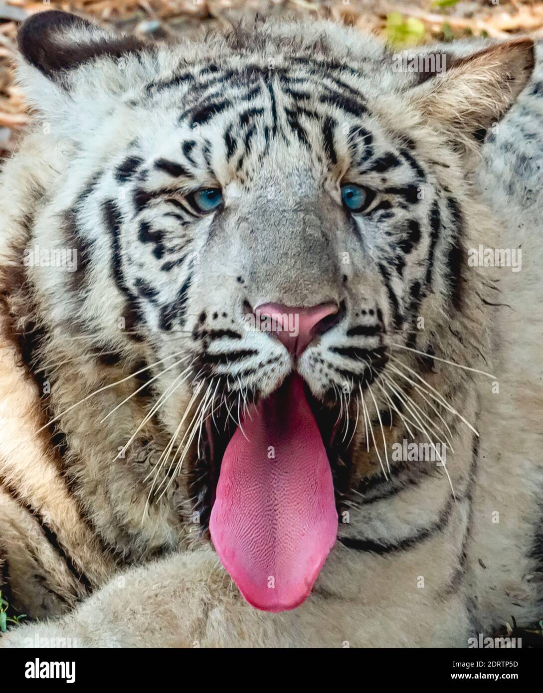 Tiger Tongue Tiger Tongue