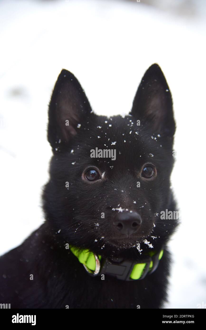 Schipperke hi-res stock photography and images - Alamy