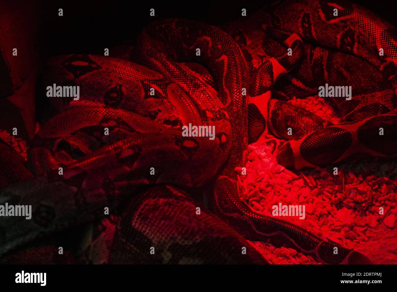 Snakes under the light hi-res stock photography and images - Alamy