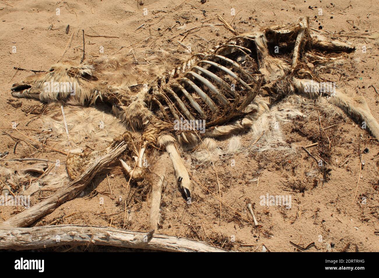 Skeleton sleeping hi-res stock photography and images - Alamy