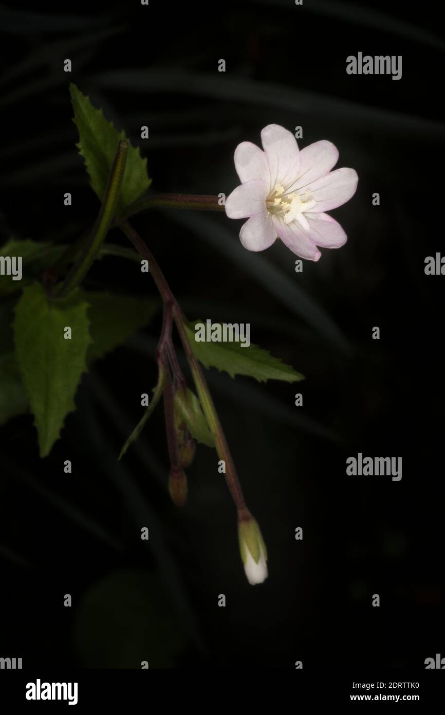 Waste Ground Weeds High Resolution Stock Photography and Images - Alamy