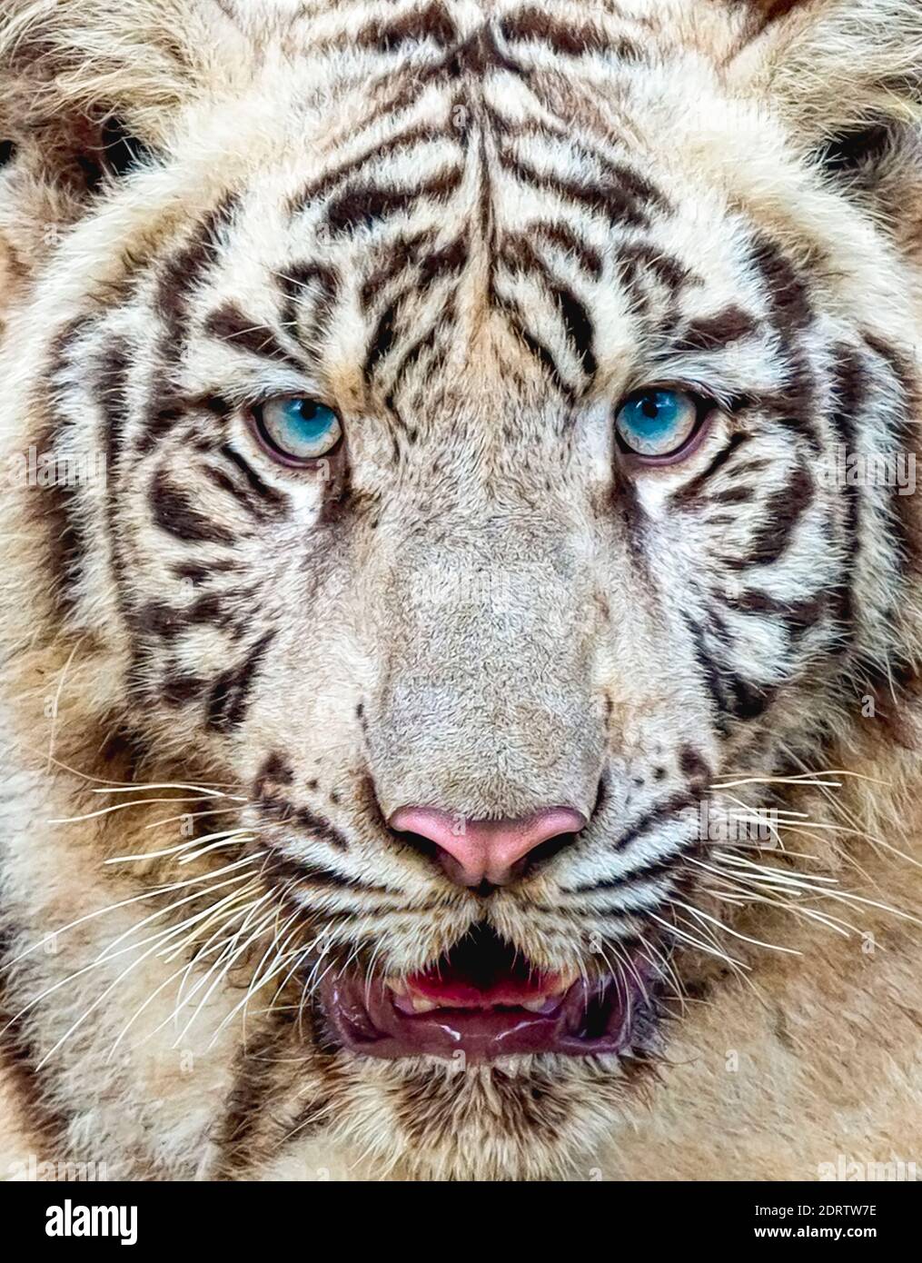 A close up of the face/head shot of a white tiger cub in the tiger ...