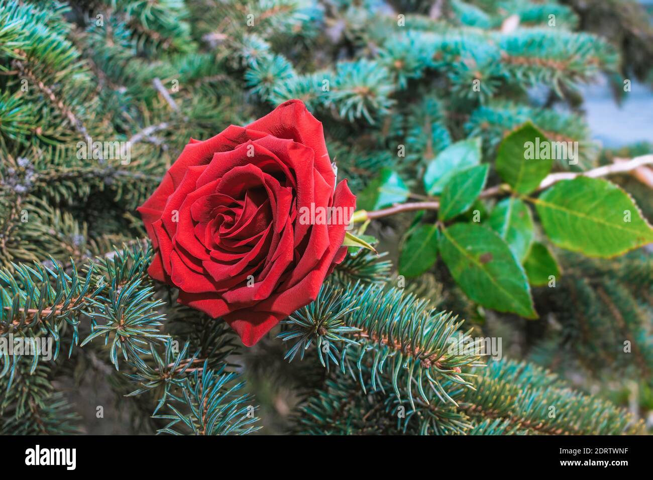 A bright red rose lies on the thorny branches of a Christmas tree Stock ...