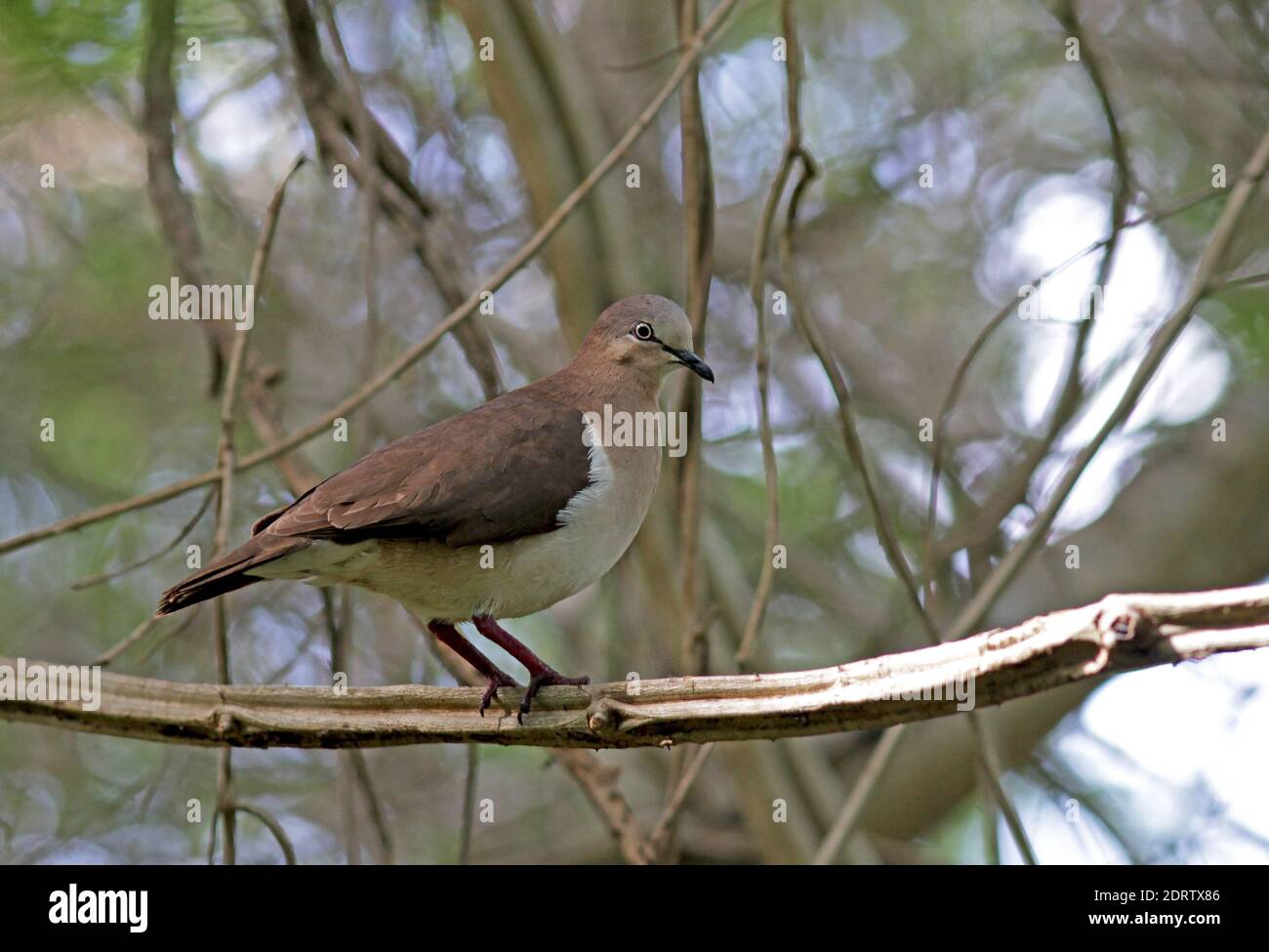 Grenada Dove, Leptotila wellsi) critically endangered and endemic to ...