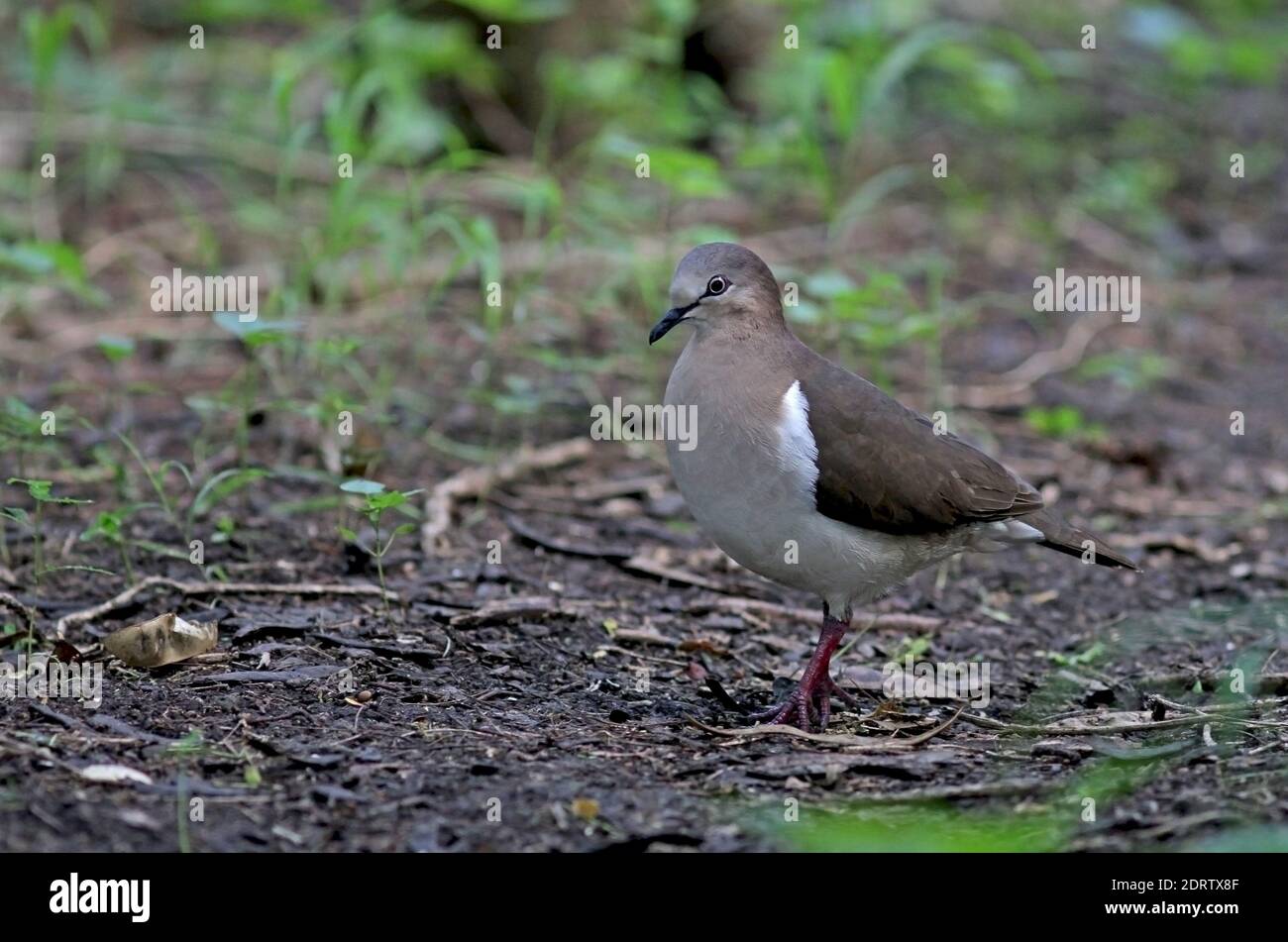 Grenada Dove, Leptotila wellsi) critically endangered and endemic to ...