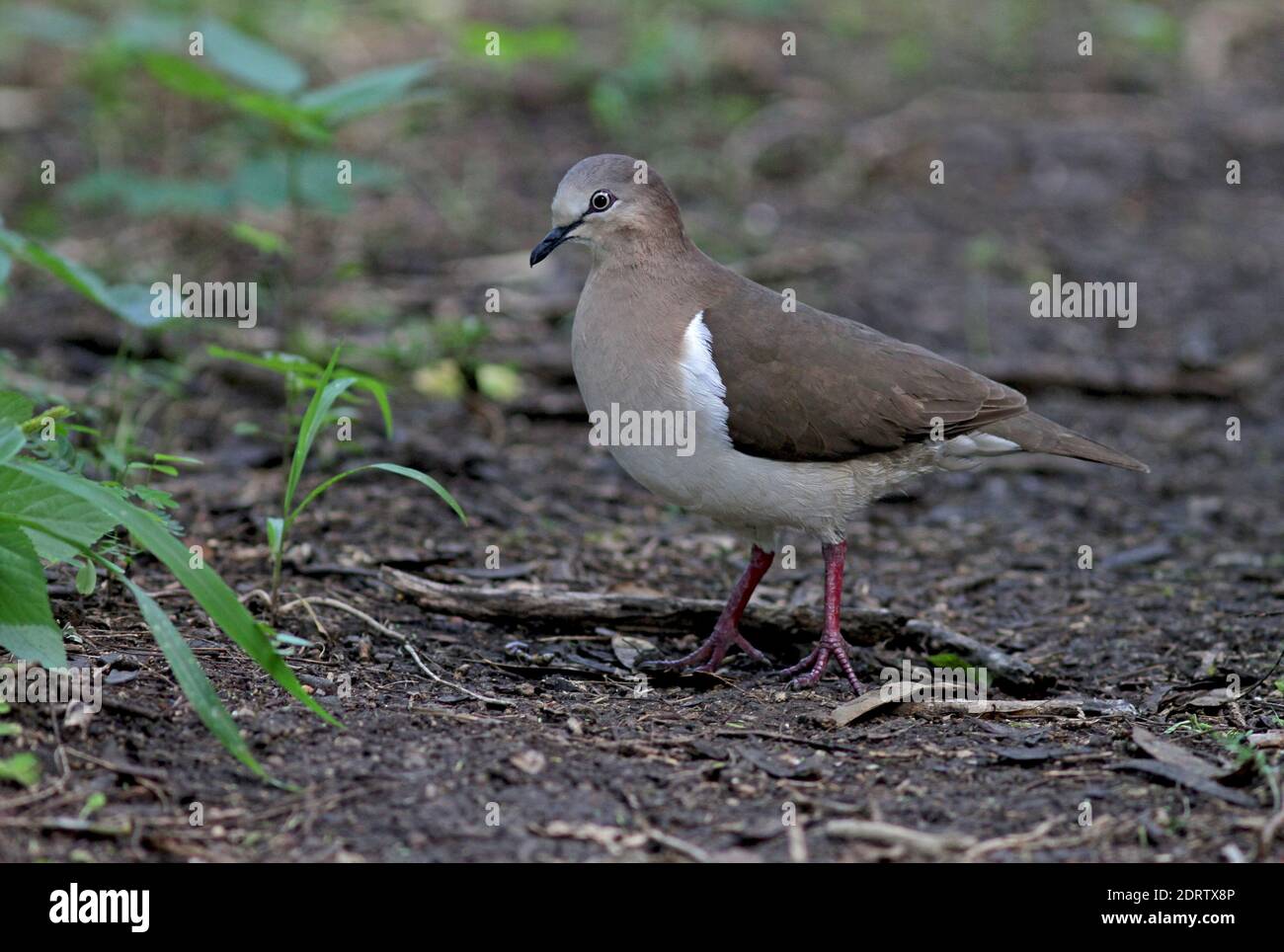 Grenada Dove, Leptotila wellsi) critically endangered and endemic to ...