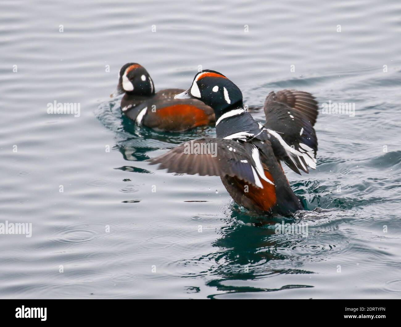 Flapping one wing hi-res stock photography and images - Alamy