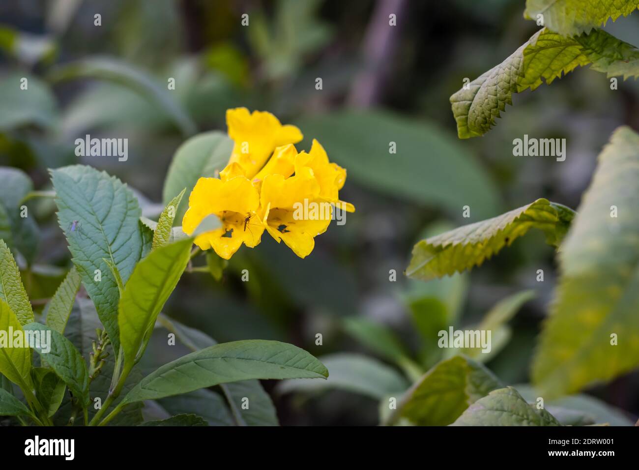 Blooms with yellow flowers hi-res stock photography and images - Alamy