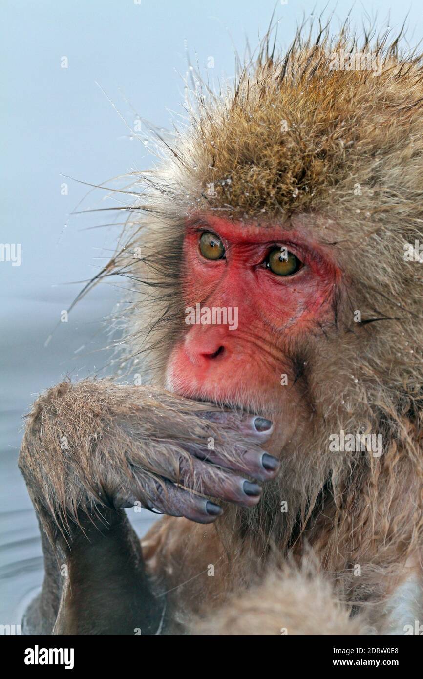 Japanse Makaak, Japanese Macaque Stock Photo - Alamy