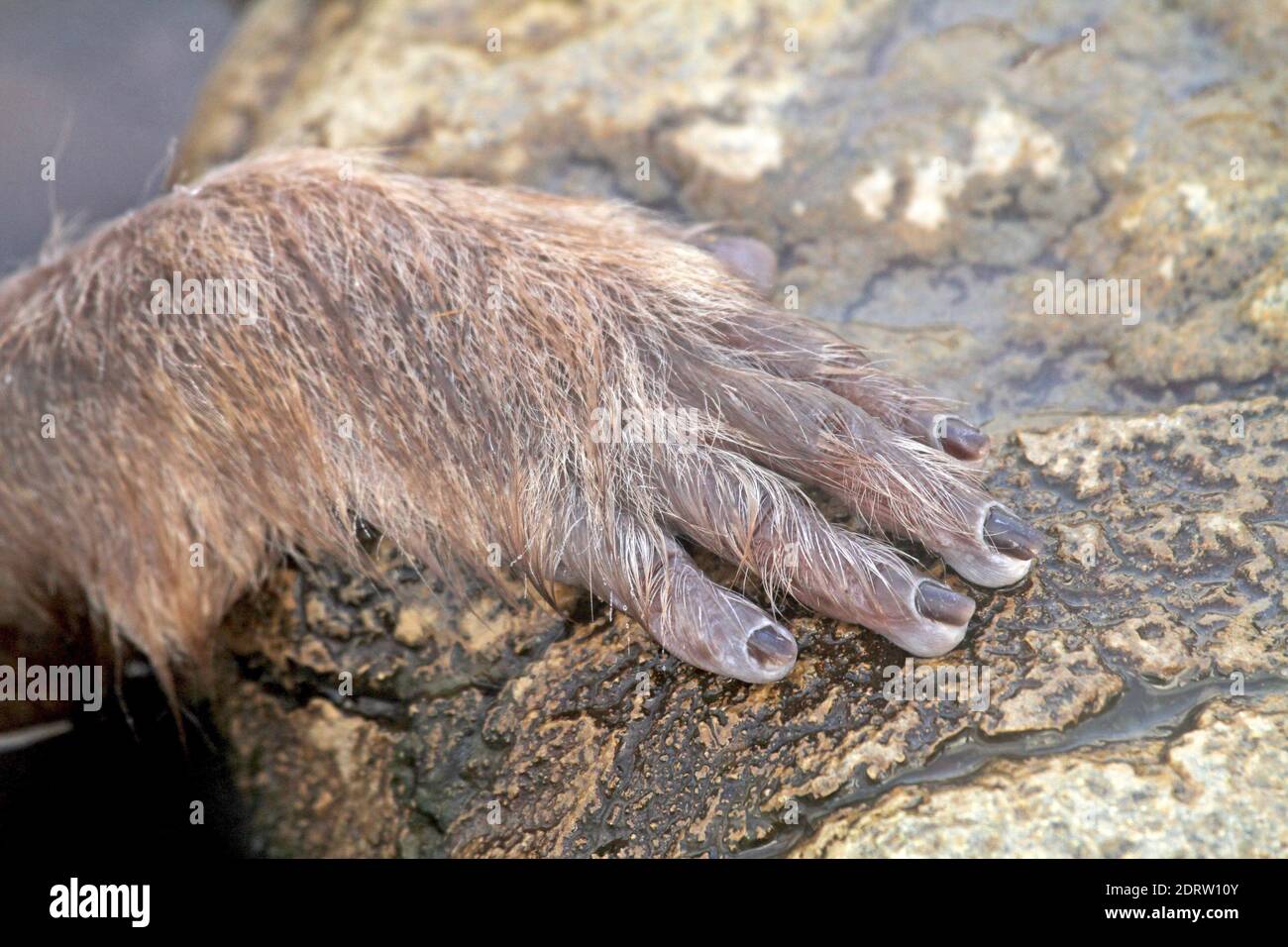 Japanse Makaak, Japanese Macaque Stock Photo - Alamy
