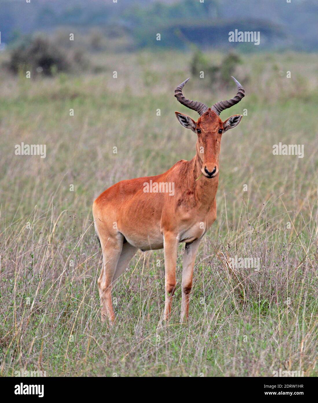 Kongoni hi-res stock photography and images - Alamy