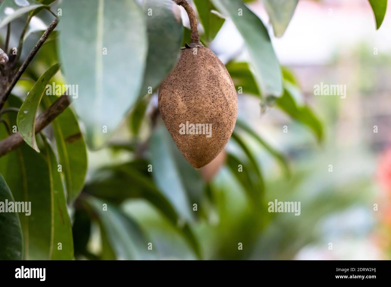 Close up look of Thai Sapodilla fruit in the garden on tree Stock Photo ...