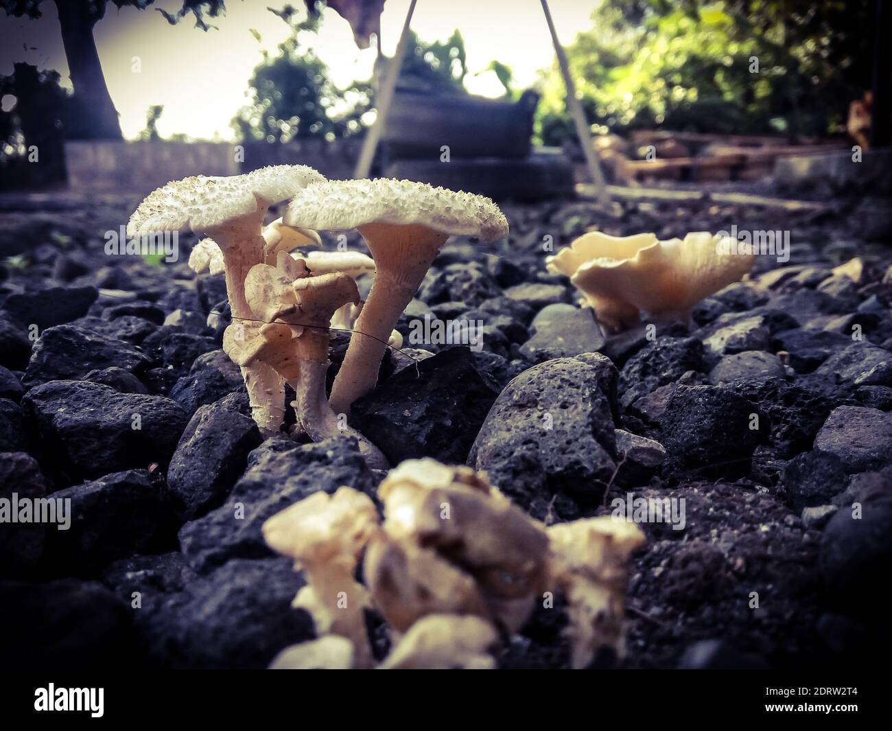 Fungus Growing On Rocks High Resolution Stock Photography and Images ...