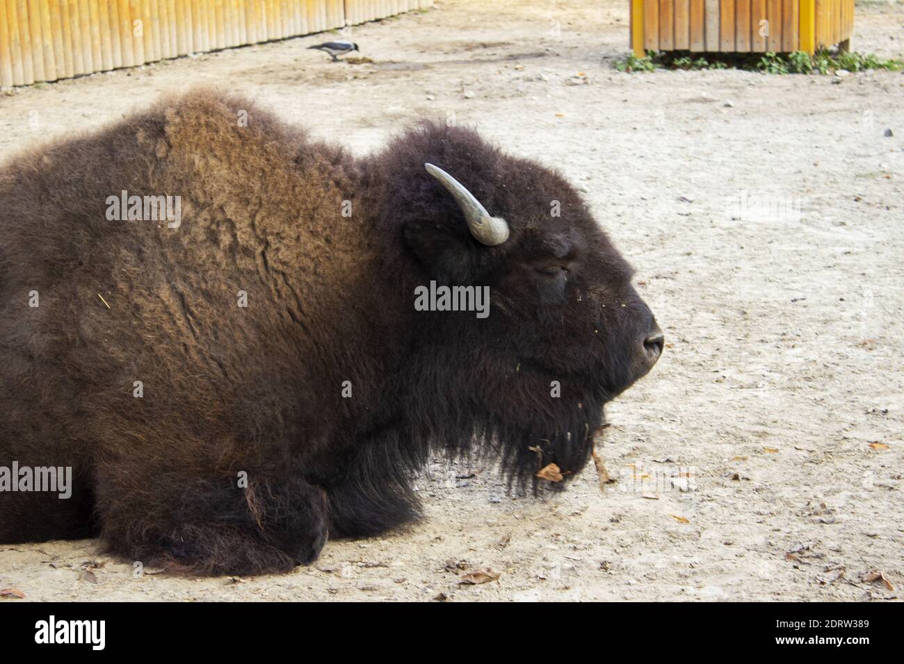 Close up of bison hi-res stock photography and images - Alamy