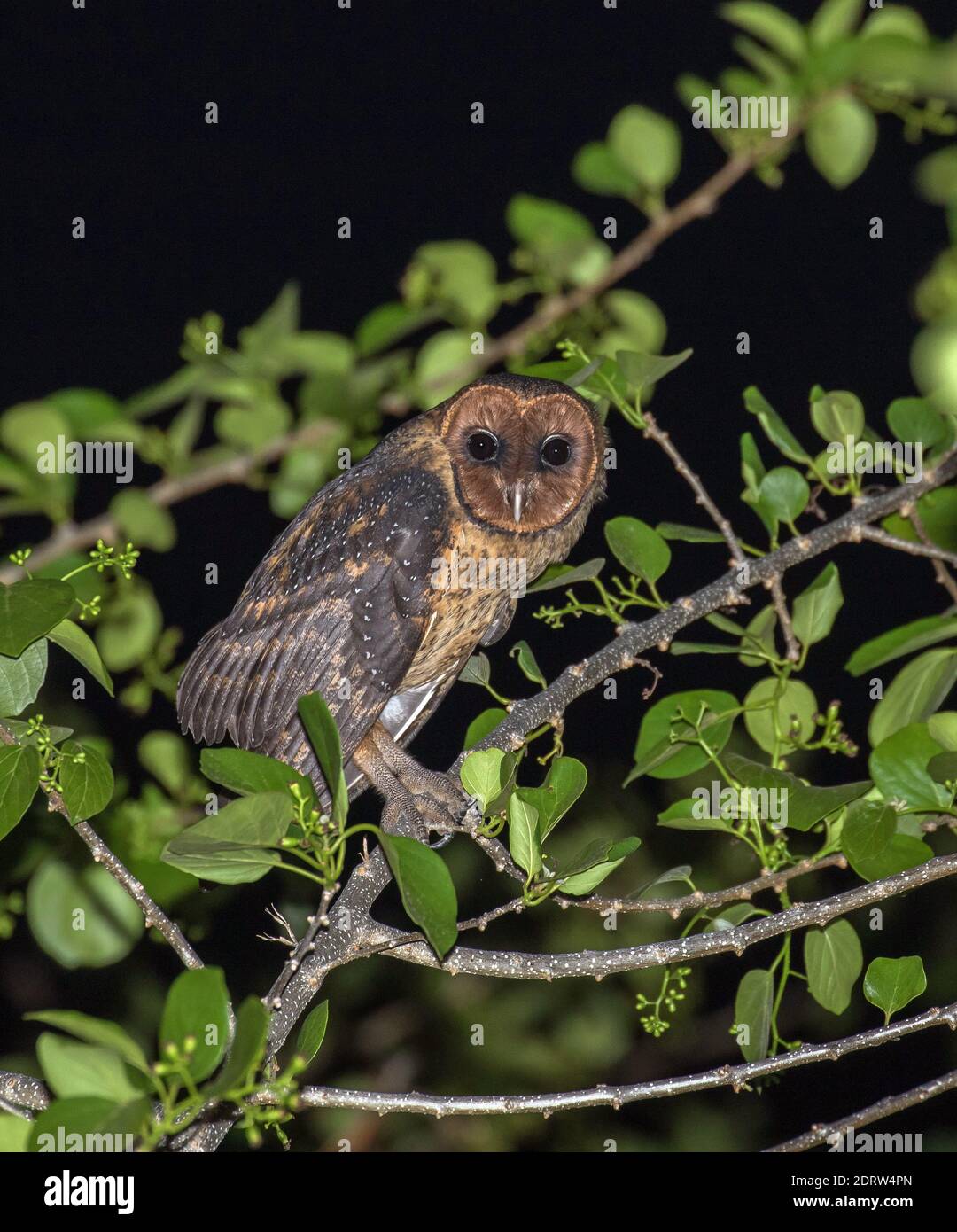 Lesser Antillean Barn Owl (Tyto alba insularis) on the island of ...
